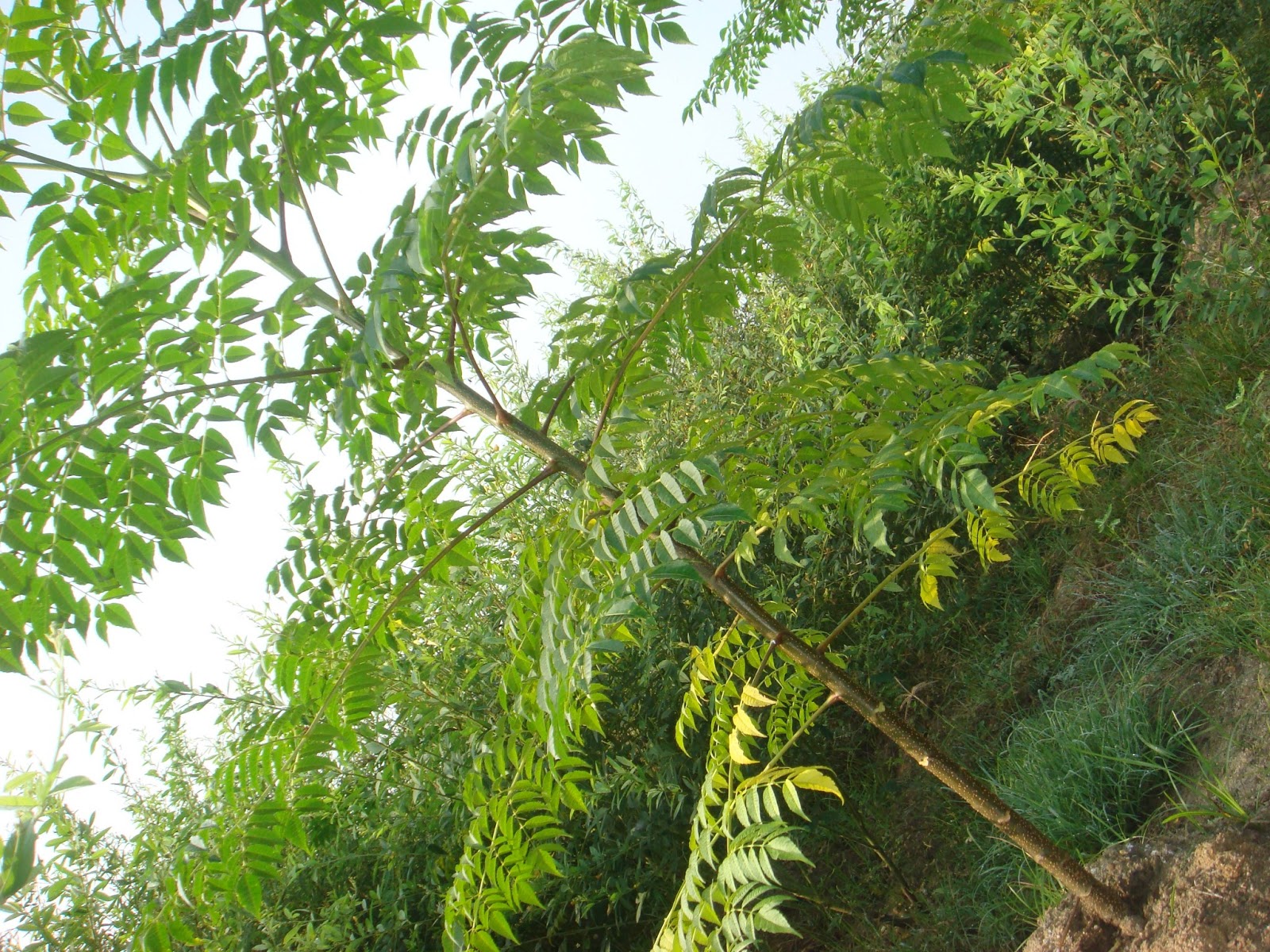 Go Green Initiative : About Melia Dubia Tree