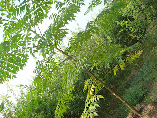 Go Green Initiative : About Melia Dubia Tree