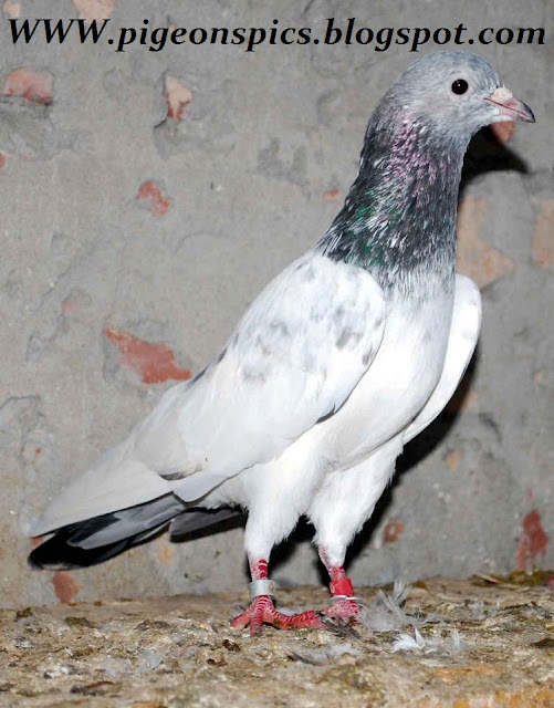 Beautiful Pigeons In Lahore | Pakistani Tipplers Photos - Pigeons Pics ...