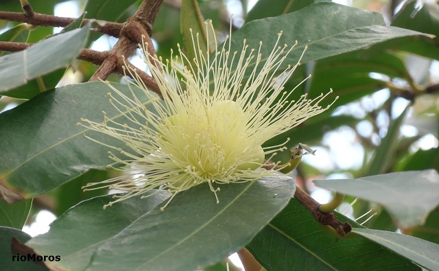 Pomarrosa: Syzygium jambos | Plantas rioMoros
