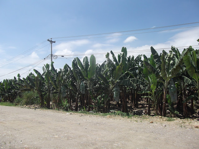 AAA LIVING IN CUENCA: Trip to Machala, Ecuador - the banana capitol of ...