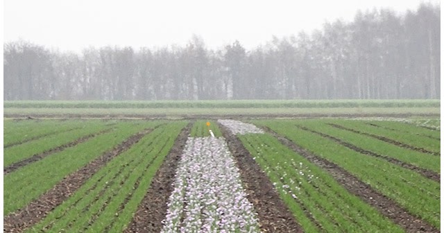 LH VANDAAG: Saffraankrokussen (Crocus sativus)bloeiend in december in ...