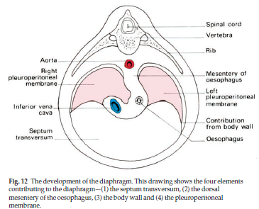 Understanding the Clinical Guide to Anatomy: The Thoracic Cage-The ...