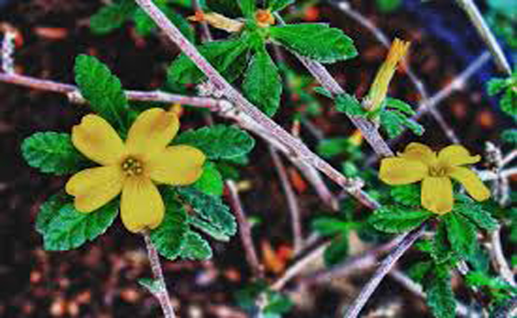 Penjelasan Tentang Damiana (Turnera diffusa) serta Manfaat dan Efek ...
