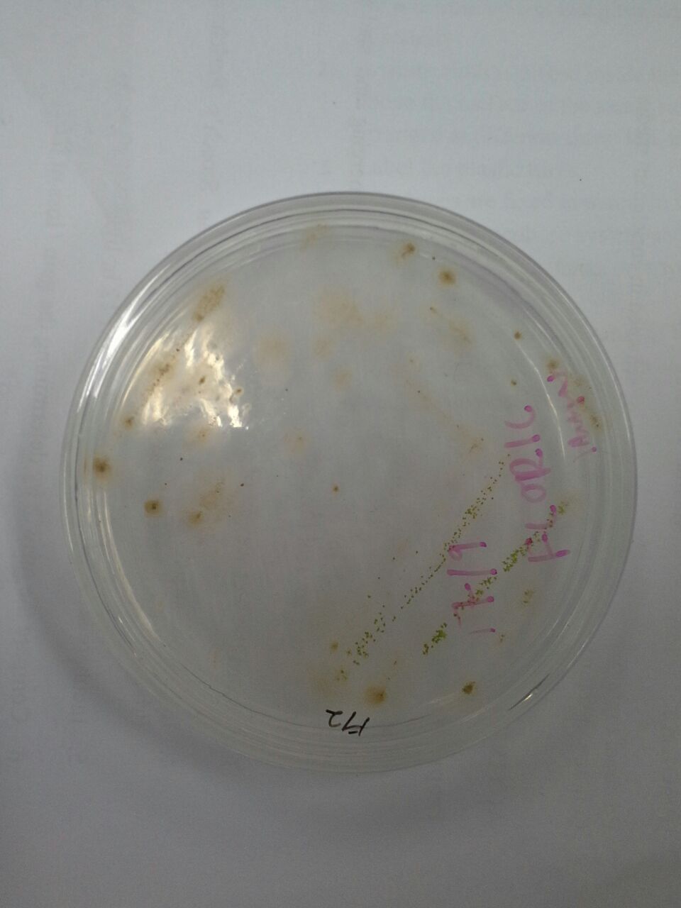 Floratic: ISOLATION OF MICROALGAE