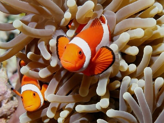 Cara Budidaya Ikan Nemo di Akuarium Air Tawar dengan Pakan Alami