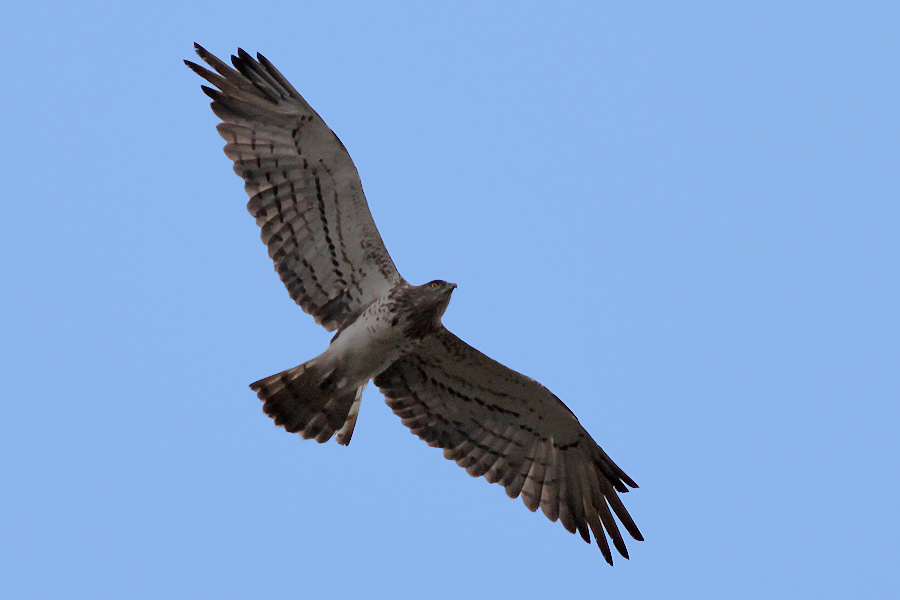 Early Migration over the Parched Earth | Focusing on Wildlife