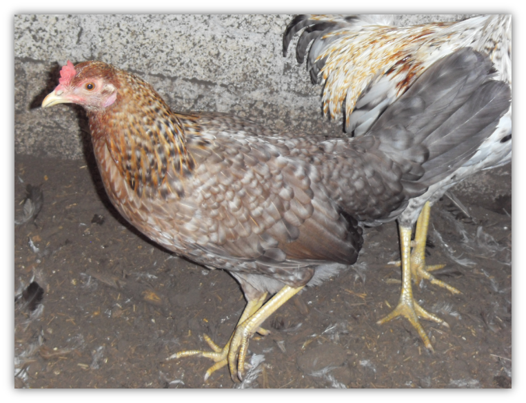 JI GALLOS: El gallo Bulico