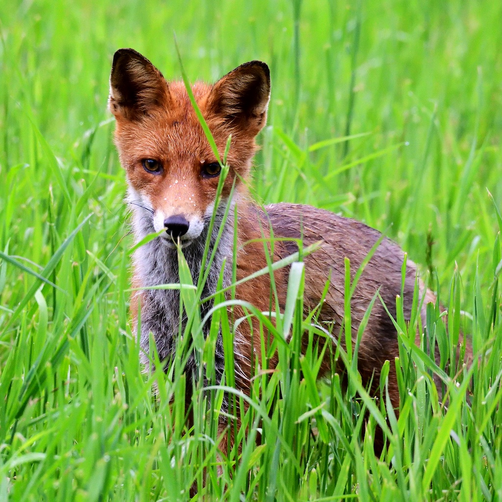 Knuts fugleblogg: Mikkel Rev på besøk