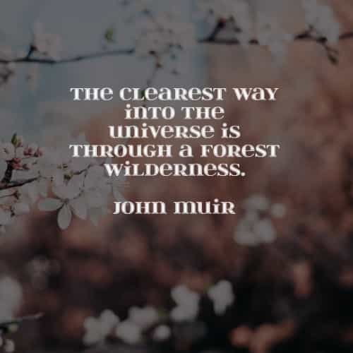 85 Nature quotes that'll inspire to love and value its beauty