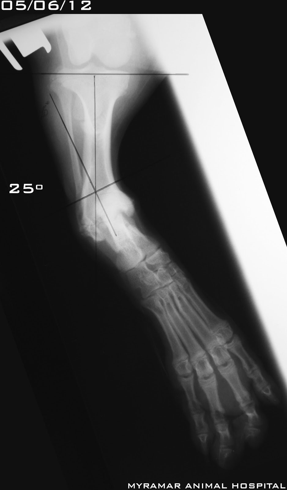 4. FRACTURAS DE TIBIA. TRAUMATOLOGÍA VETERINARIA.: Senf. Pes Varus ...