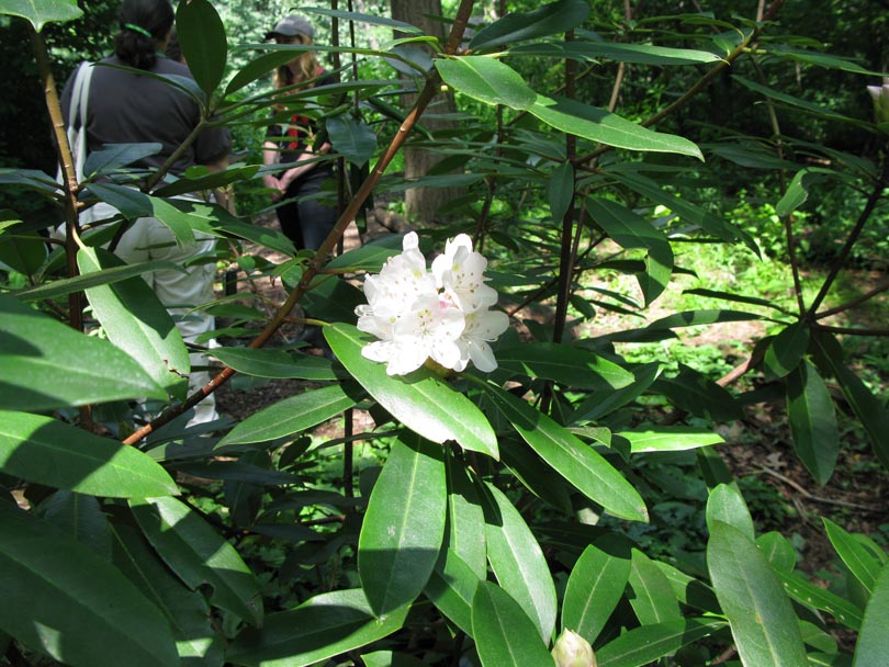 arborboy: Shrub ID: Rhododendron maximum (rosebay rhododendron)