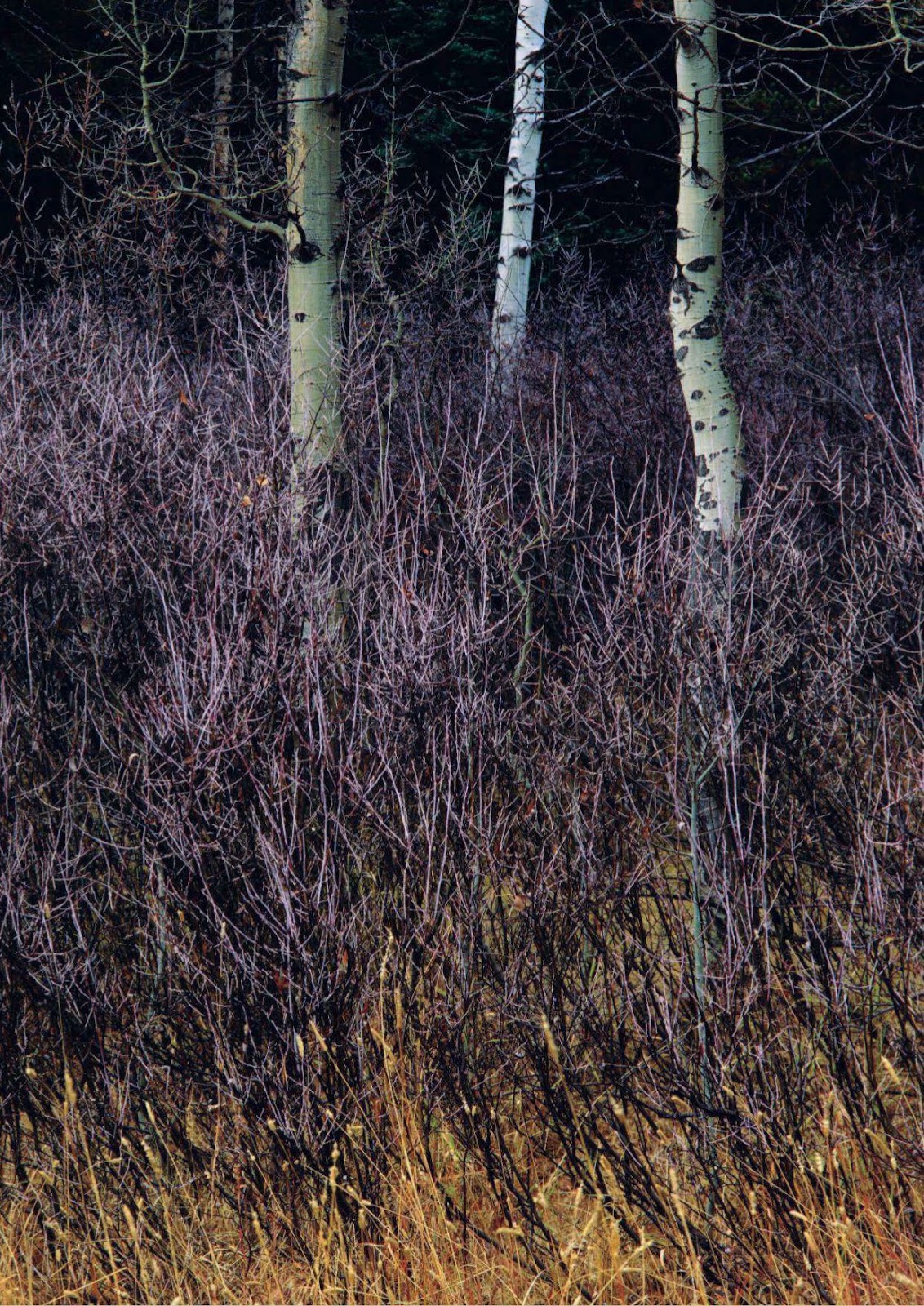 Lokabhiramam: David Ward - Photography