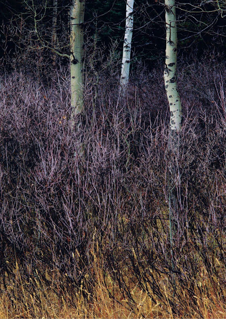 Lokabhiramam: David Ward - Photography