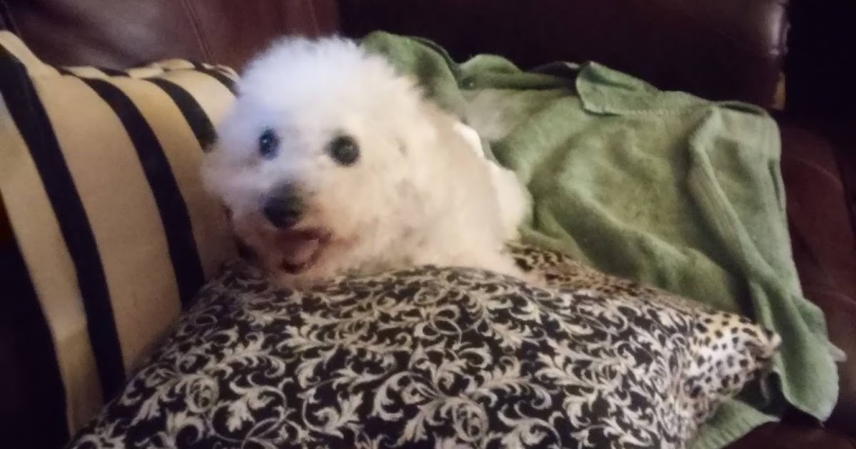 Animals That Give Pause