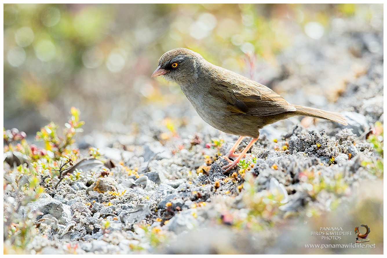 Wildlife photos from Panama's tallest mountain, Pt. 1 - Featured ...