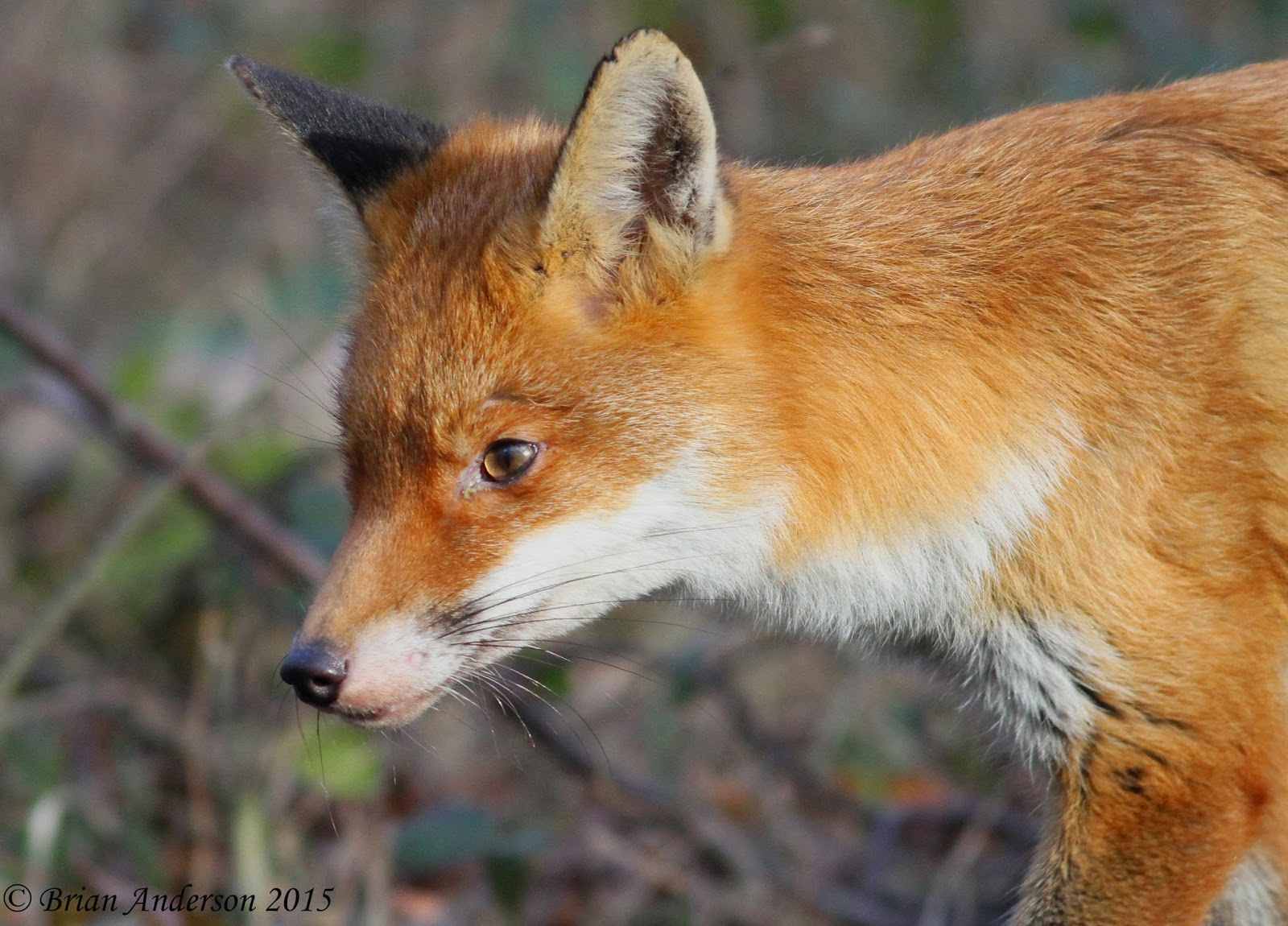 Brian's birding blog: Epping Forest Fox