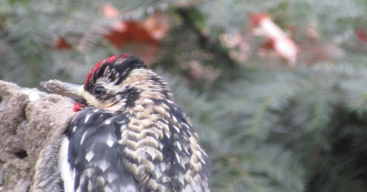 EV Grieve: East Village bird count