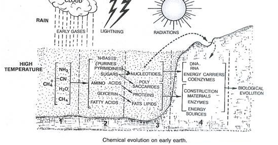 Biochemical theory or Oparin Haldane's theory - Plus two HSEB notes.