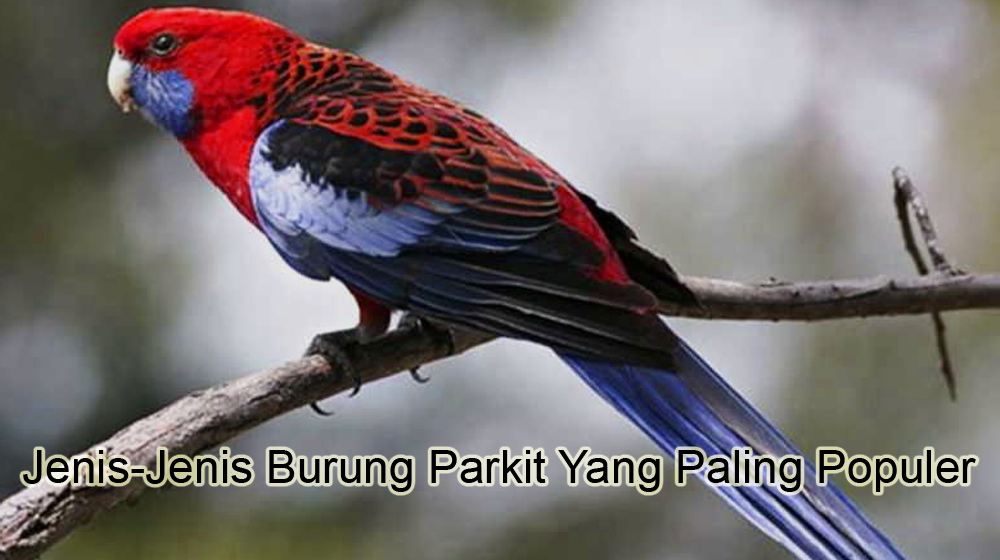 Jenis-Jenis Burung Parkit Yang Paling Populer