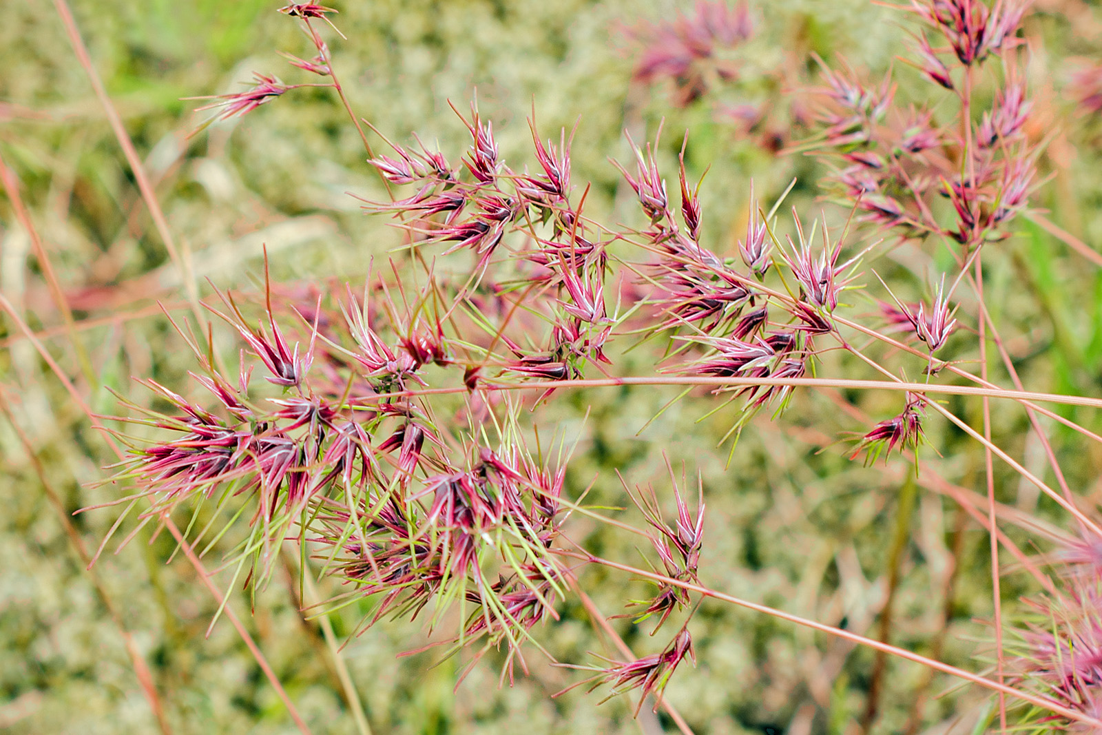 Wanderin' Weeta (With Waterfowl and Weeds): Red grass