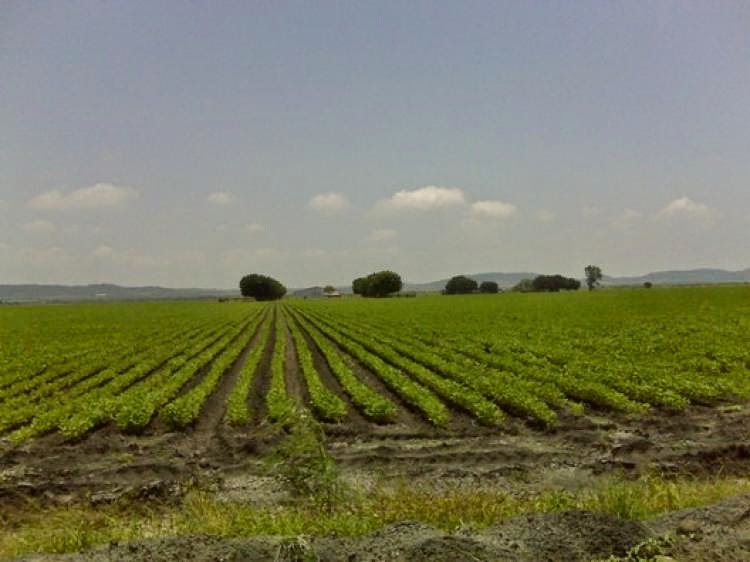 el rancho: ¿Qué es mejor un rancho ganadero o un rancho agrícola?