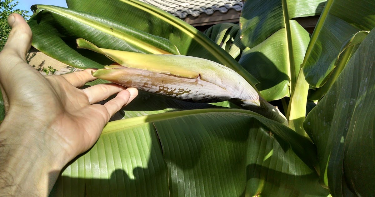 Desert Valley Orchard: Orinoco Banana