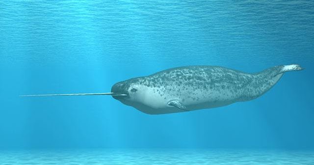 Depois Falamos: Narval