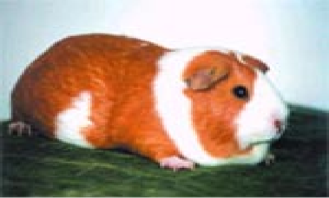 CRIAZA DE CUY: MANUAL DE CRIANZA DE CUYES