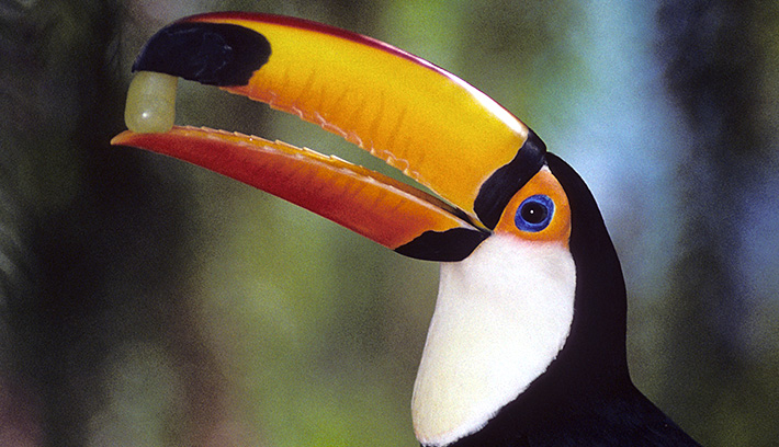 Toucan ~ Beautiful Birds