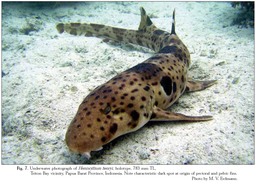 Species New to Science: [Ichthyology • 2008] Hemiscyllium galei & H ...