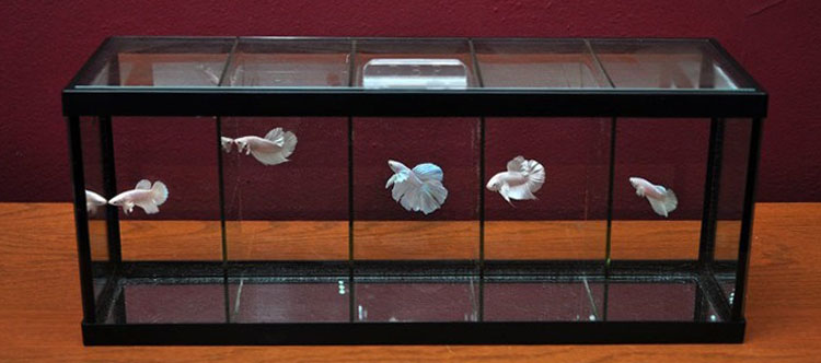 Model dan Harga Aquarium Mini Terbaru