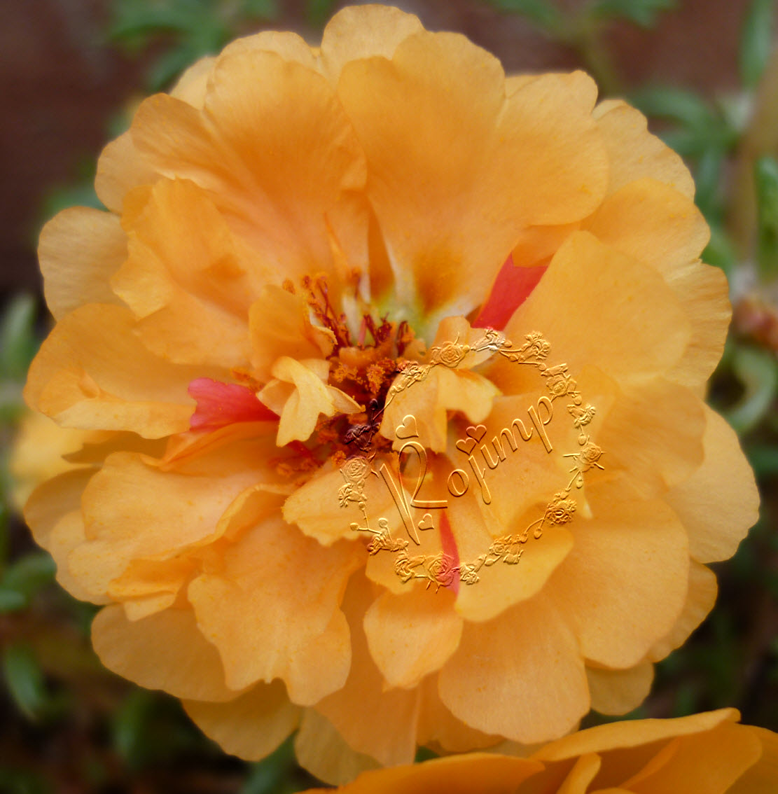 Flores y Frutos: Portulaca (o Coqueta)