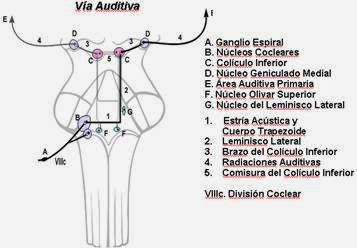 Fisiología y Patologías en Otorrinolaringología: Vía auditiva