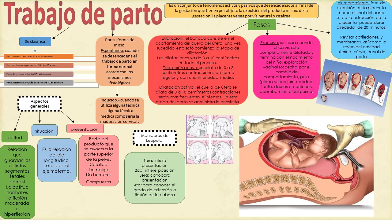 fisiologia basica medica patricia salazar: trabajo de parto