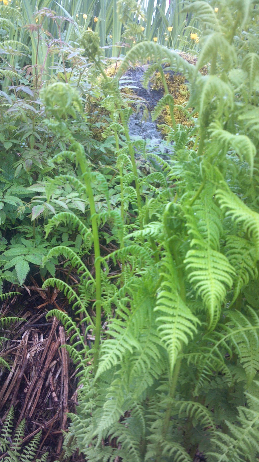 Alaska Picture of the Day: June 2012