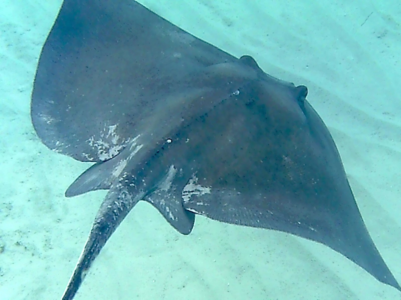 high and dry: 150. Stingrays