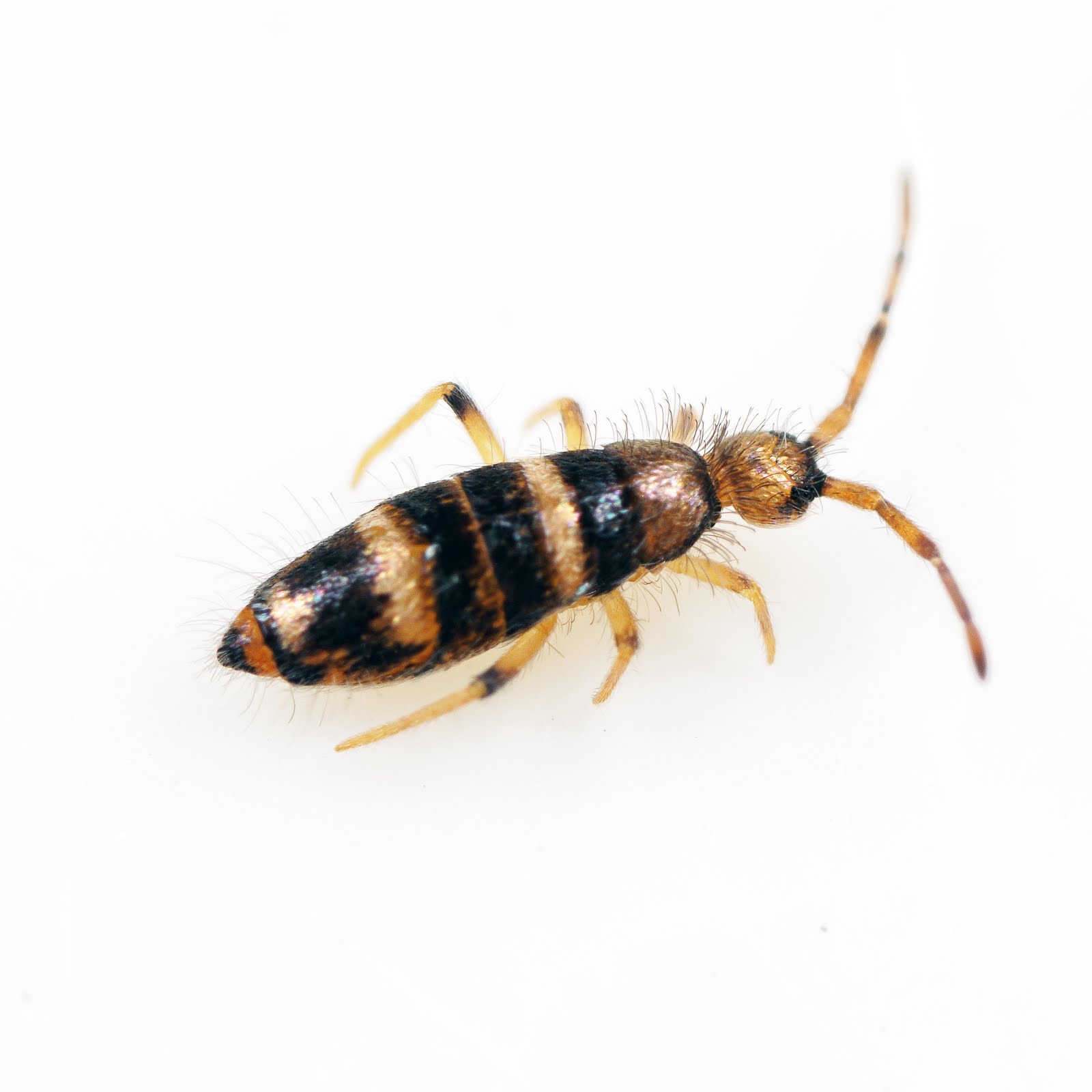 AJC Springtails: Willowsia