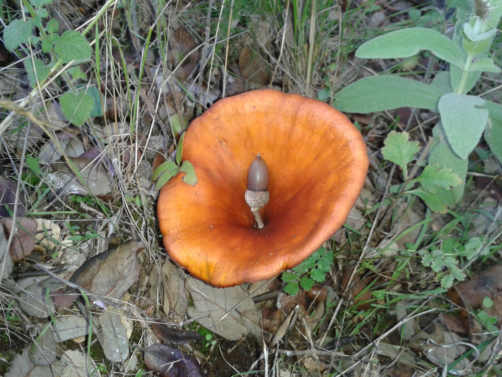 ONDEMISMO : Botánica