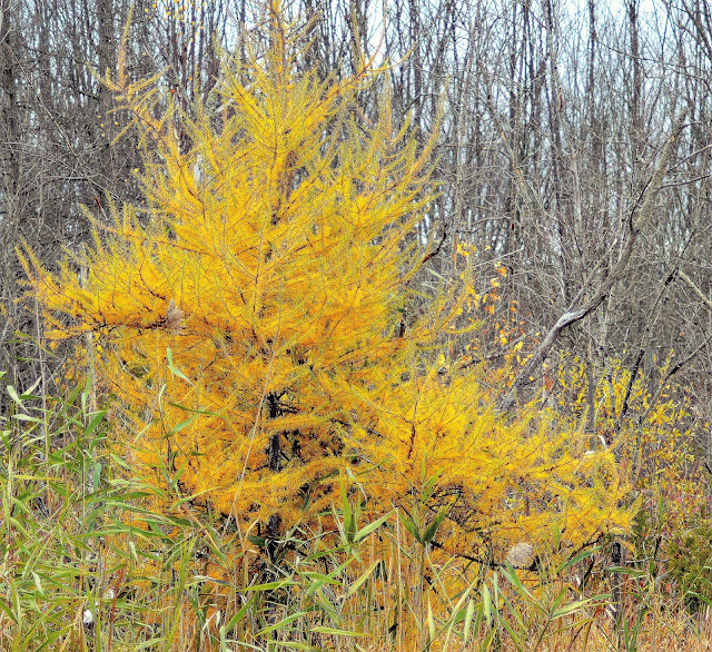 Camera on King & Aurora : Tamarack ~ the yellow evergreen