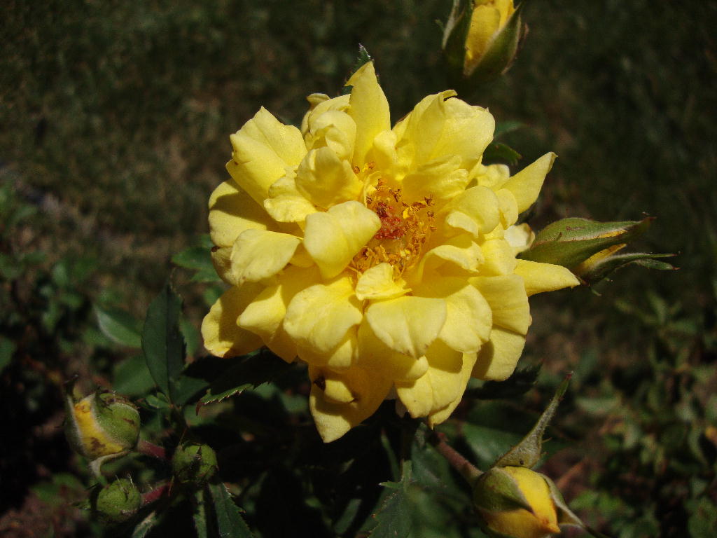 Roses, Color and Light: Miniature and Mini-Flora Roses That I Love