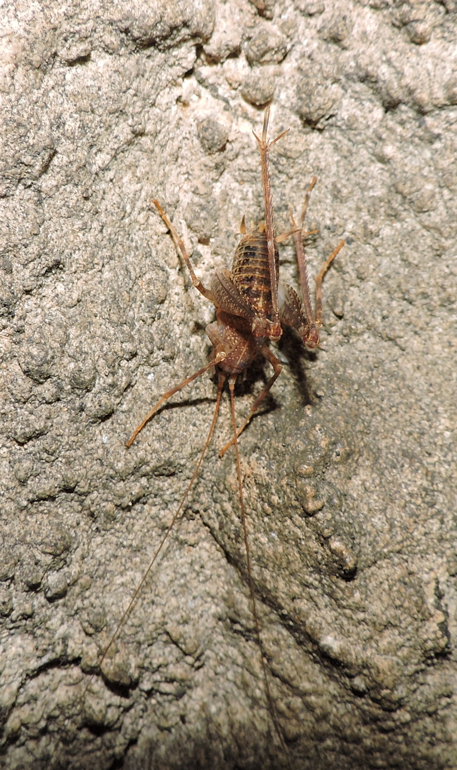 Carniolicum - Wildlife & Biodiversity in Slovenia: Endemic cave beetle ...