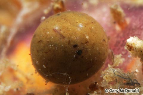 Variety of Life: Gromiidae