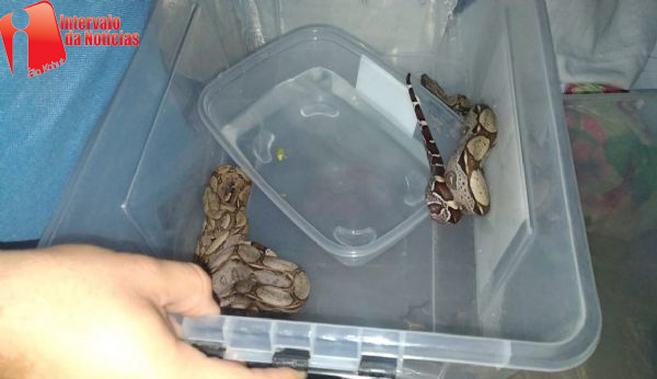 Intervalo da Notícias: Suspeito vendia cobras pela internet, em Guarapuava