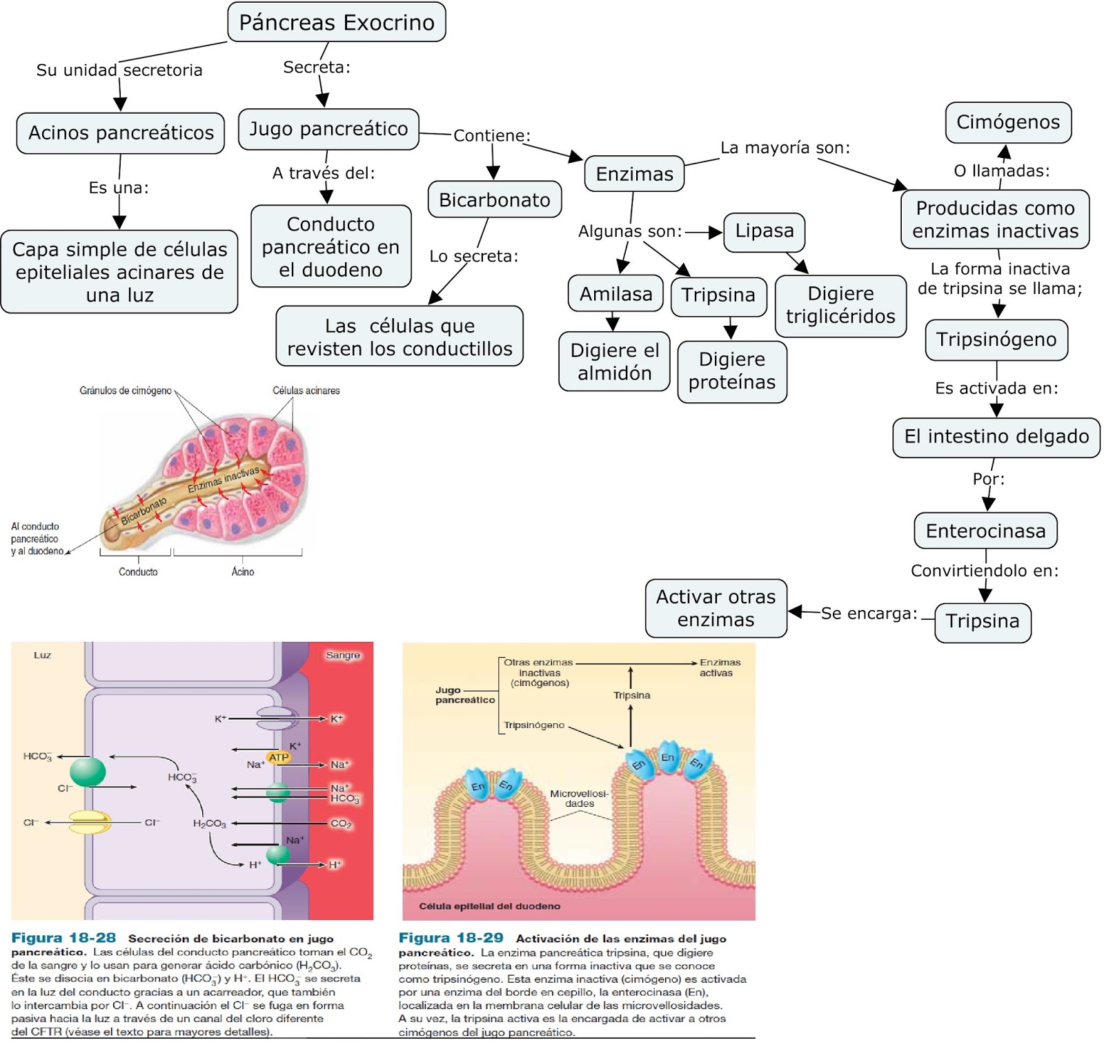 Fisiología Básica y Médica: Mapa Conceptual de "Páncreas Exocrino"