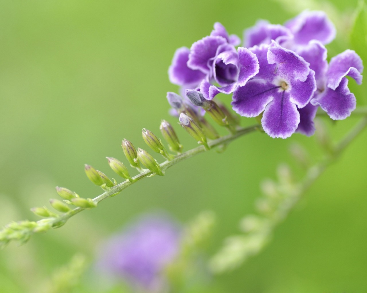 Wallpaper India: 50 Eye Catching Flowers