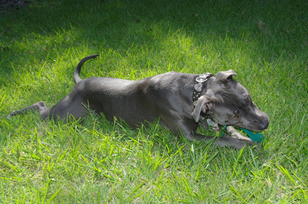 Pit Bull Frogs: Pit Bull Frog Photos