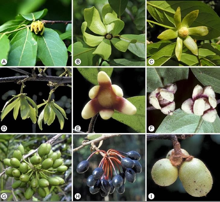 Species New to Science: [Botany • 2012] Characterization of Huberantha ...