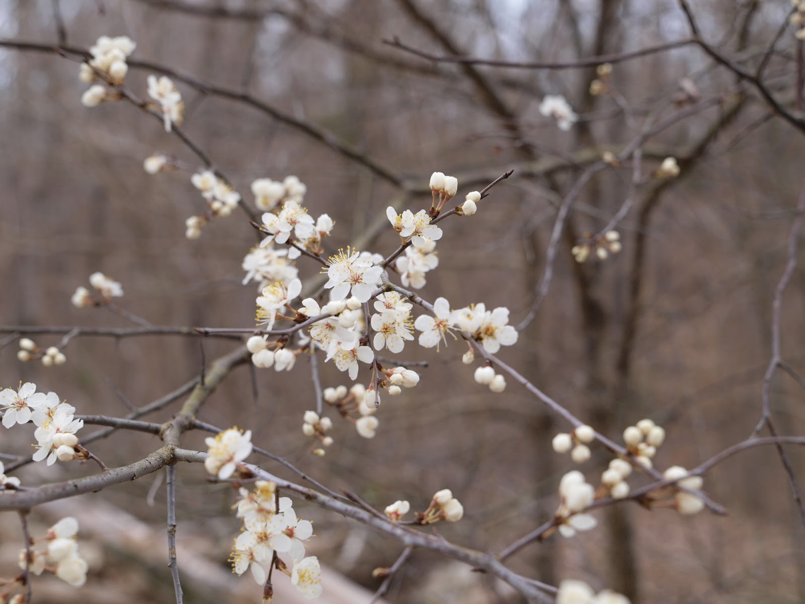 KnitOwl: Spring Sarvis and Garden