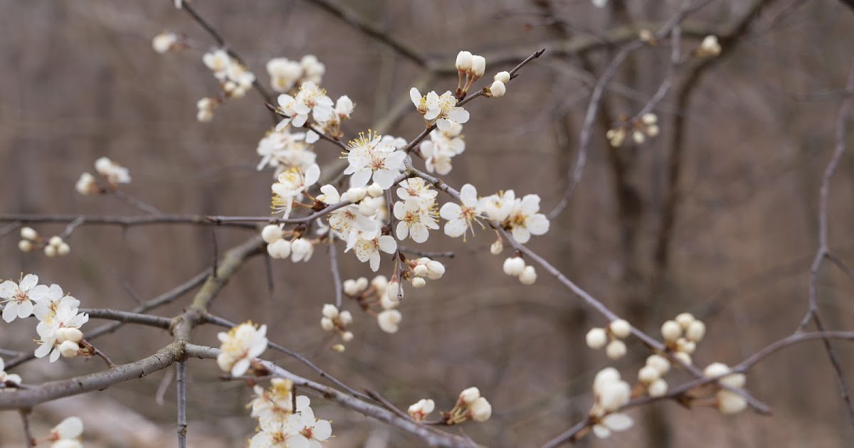 KnitOwl: Spring Sarvis and Garden